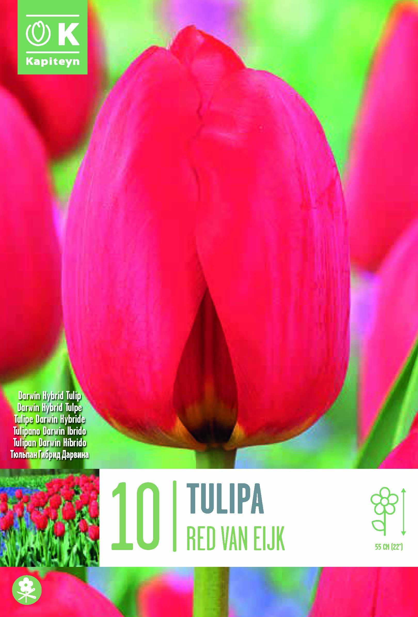 Tulp 'Red Van Eijk' 10tk | Gardest