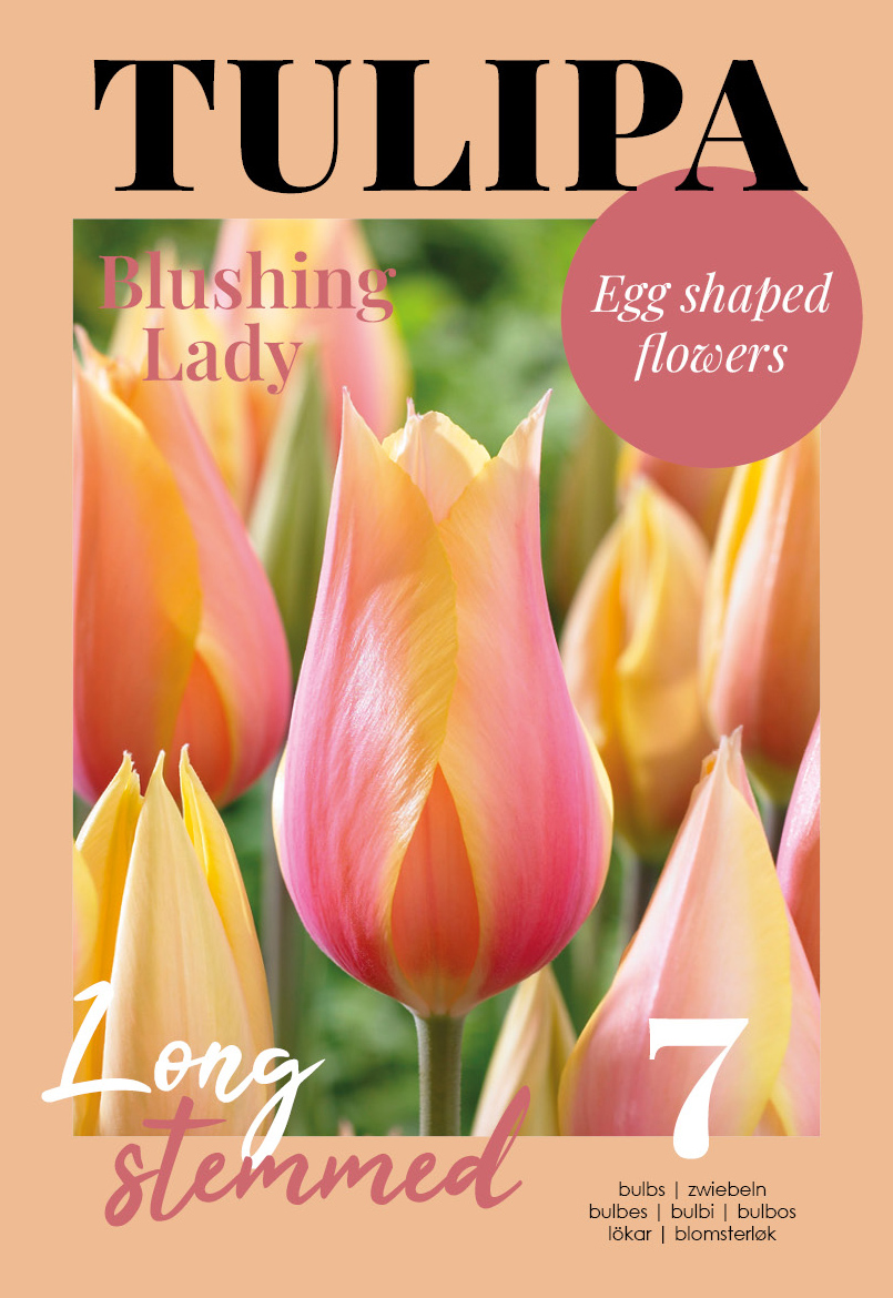 Tulp 'Blushing Lady' 7tk | Gardest