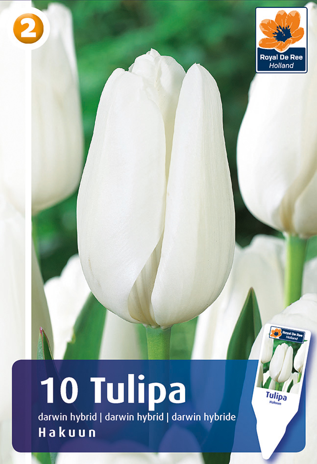 Tulp 'Hakuun' 10tk | Gardest