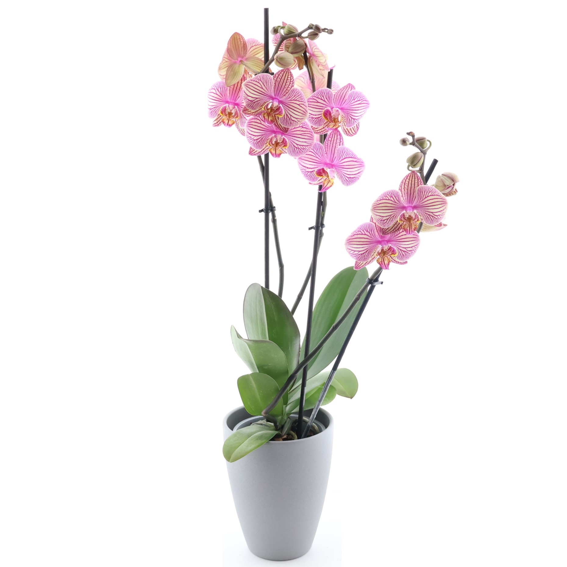 Kuuking 'Jupiter' P12 3õv | Gardest