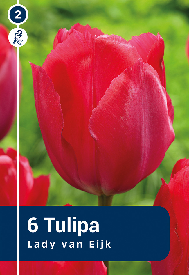 Tulp 'Lady Van Eijk' 6tk | Gardest