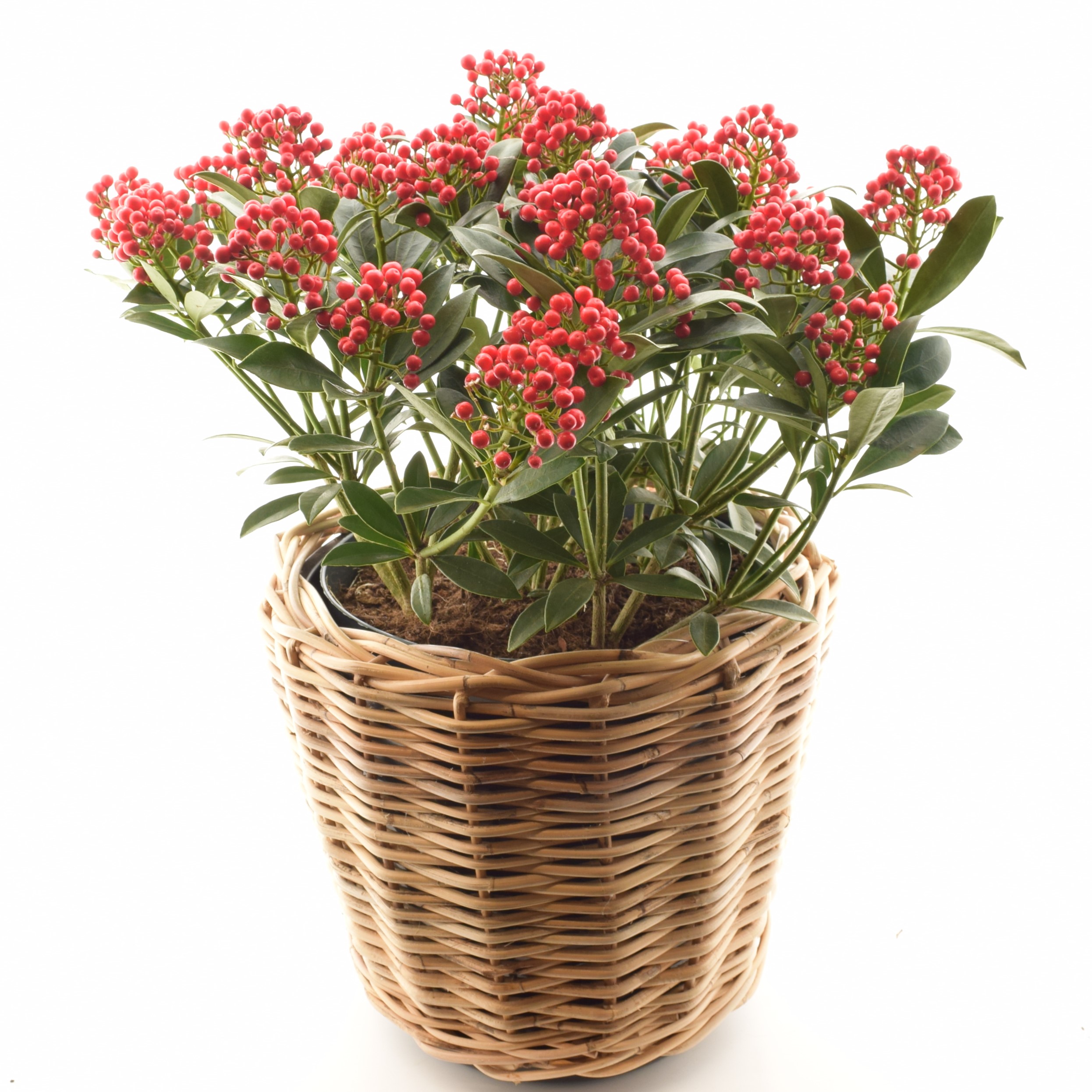 Jaapani skimmia 'Pabella' P29 | Gardest