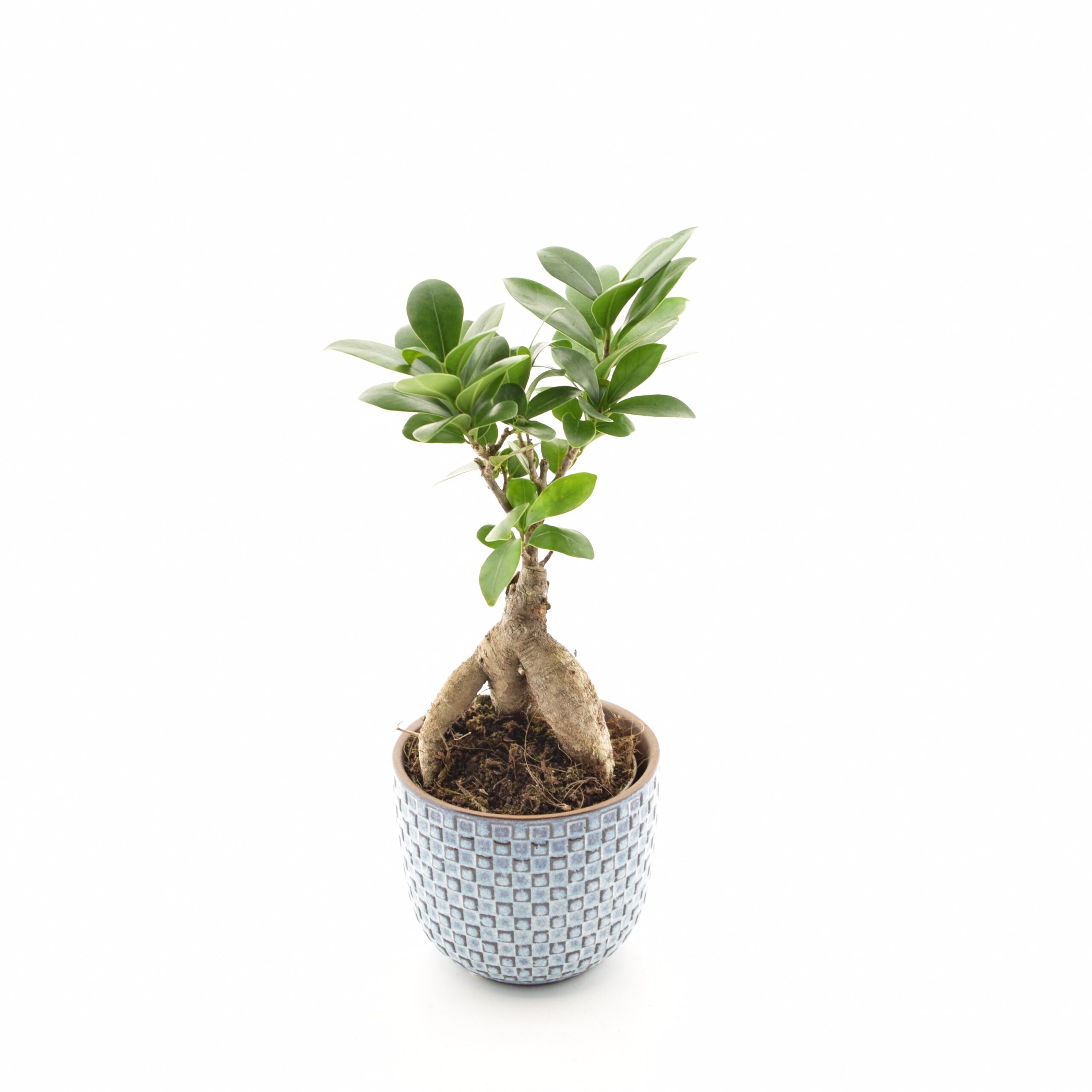 Väikeseviljaline viigipuu 'Ginseng' P9 | Gardest