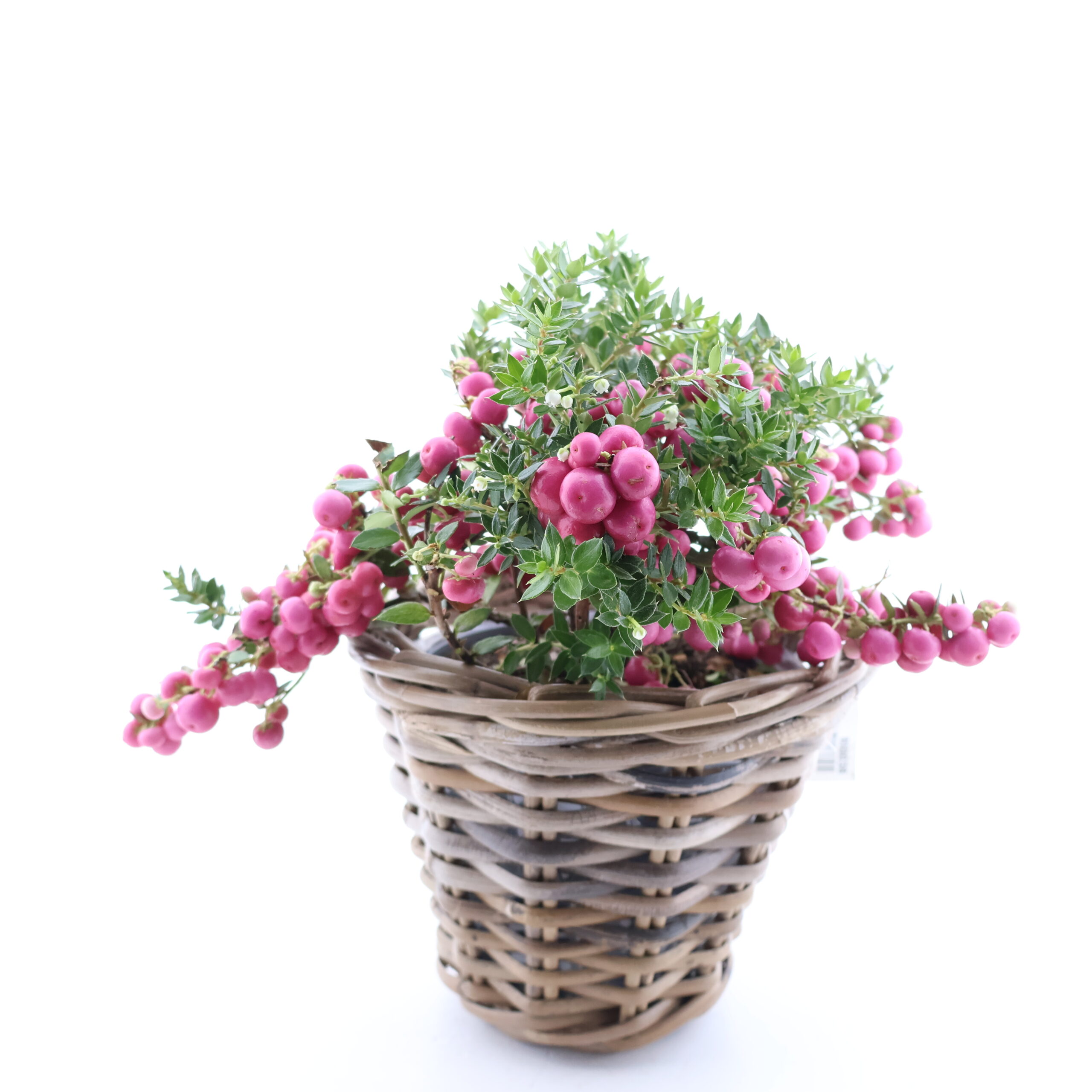 Teravatipuline talihali P14 erinevad | Gardest