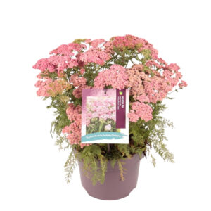 Raudrohi 'Milly Rock Rose' P23 | Gardest