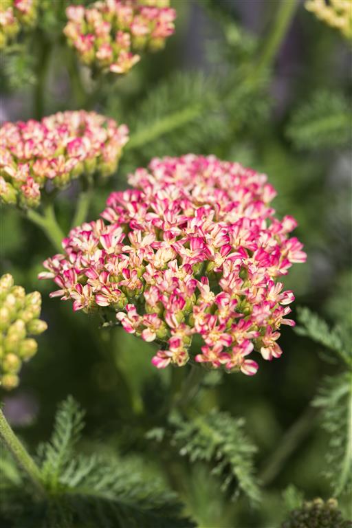 Raudrohi 'Milly Rock Rose' P23 | Gardest